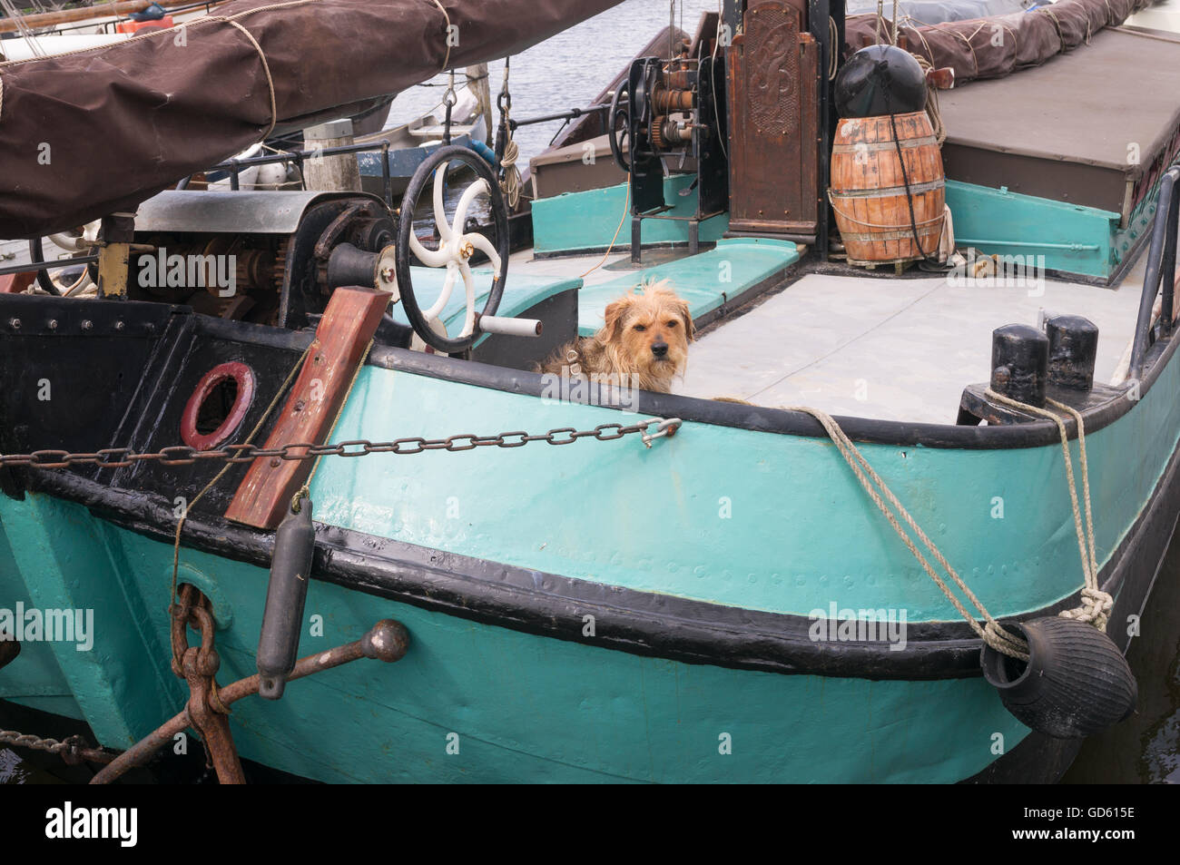 A dog aboard an old sailing boat in Lauwersoog boat museum, De Marne ...