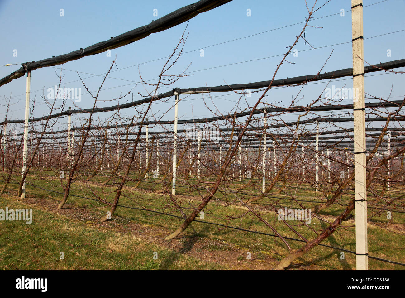 Fan trained espalier hi-res stock photography and images - Alamy