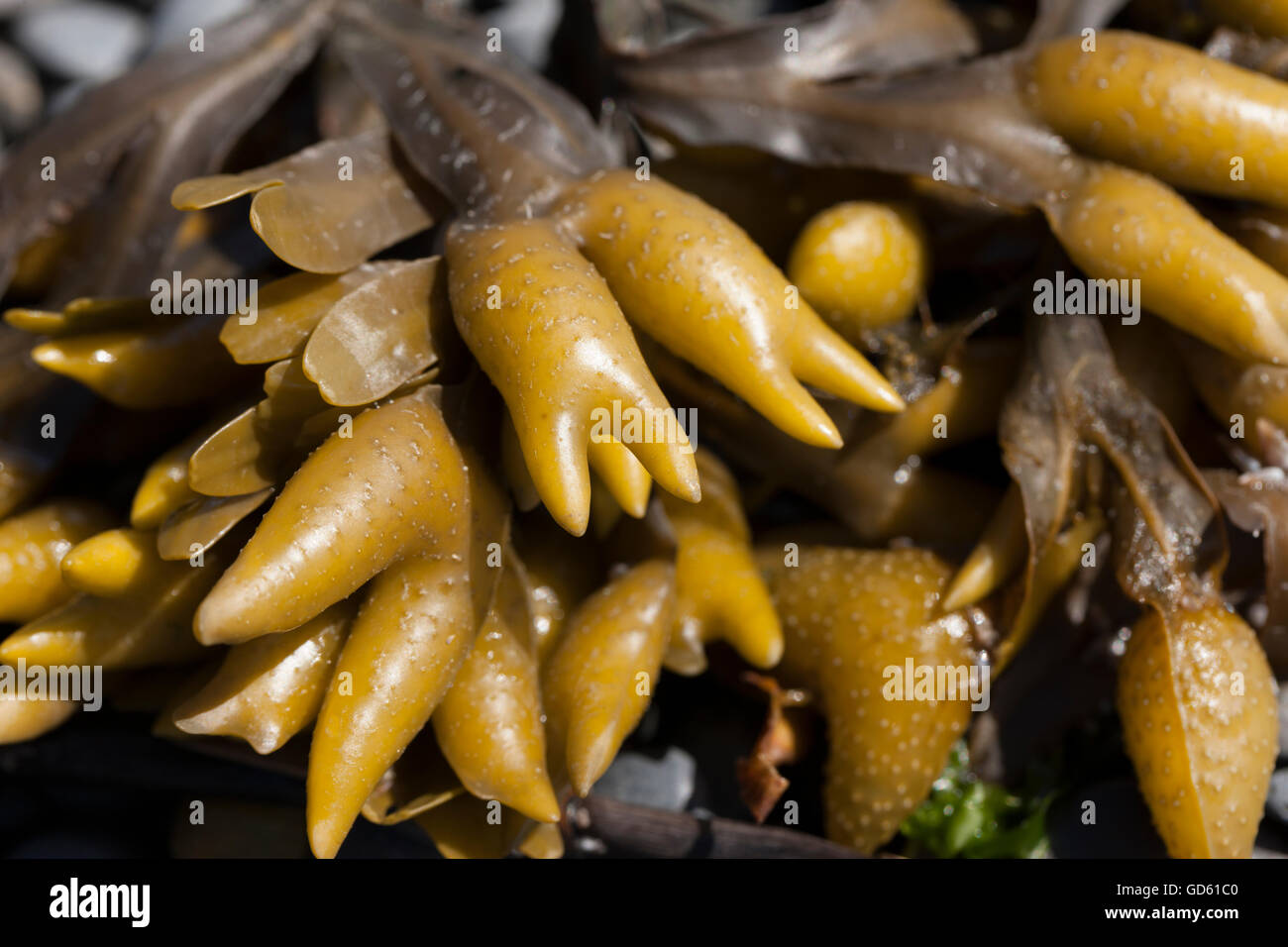 Close up of rockweed Stock Photo - Alamy