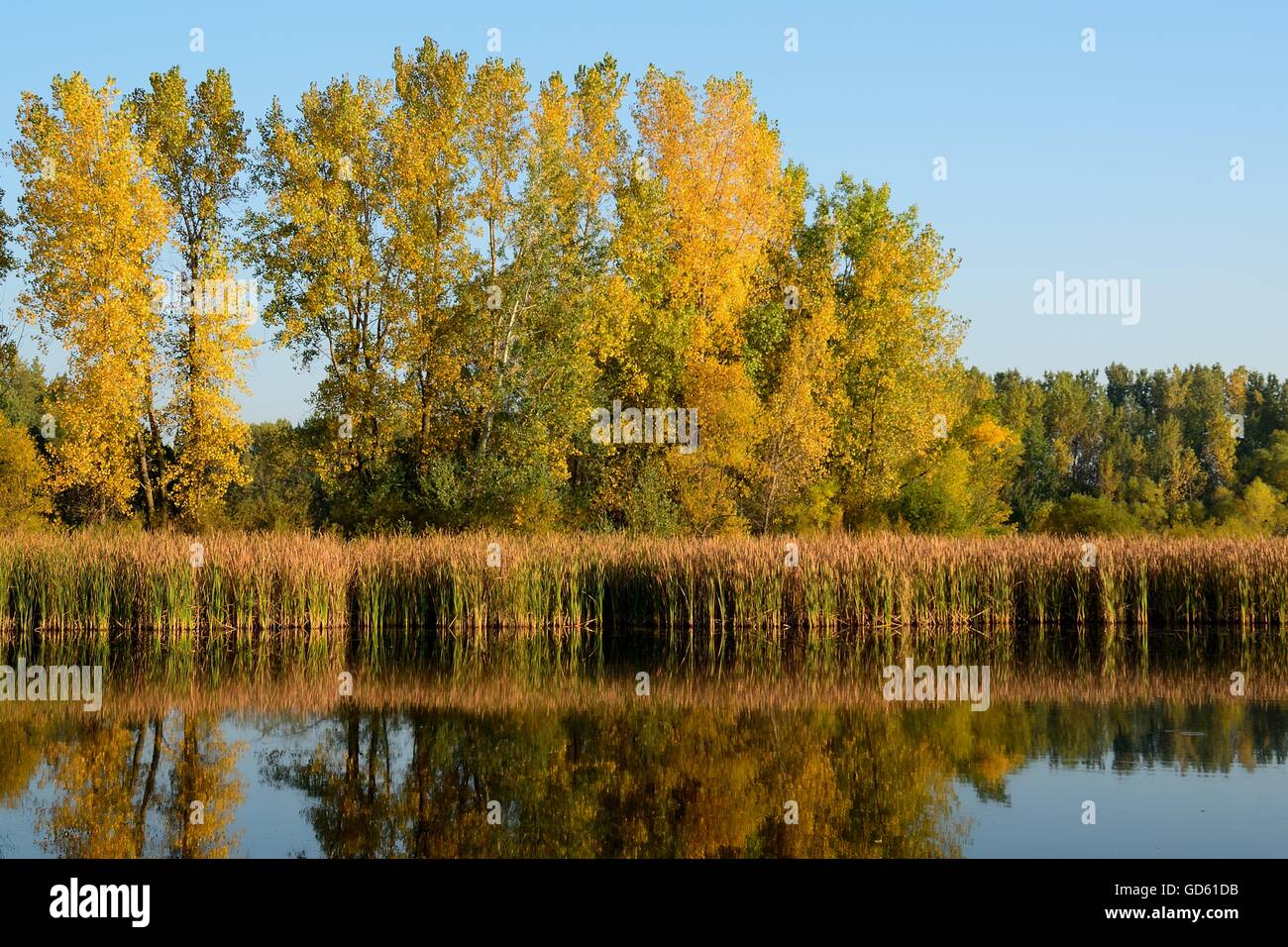 Autumn Colors Reflected on a Lake on a Calm Morning Stock Photo - Alamy