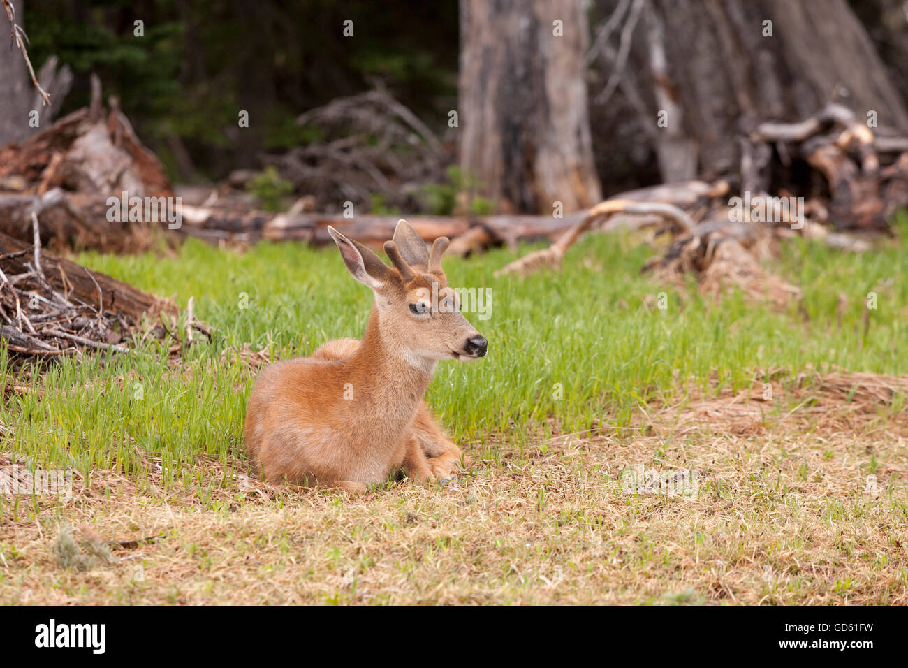 Male black tailed deer laying in grass Stock Photo - Alamy
