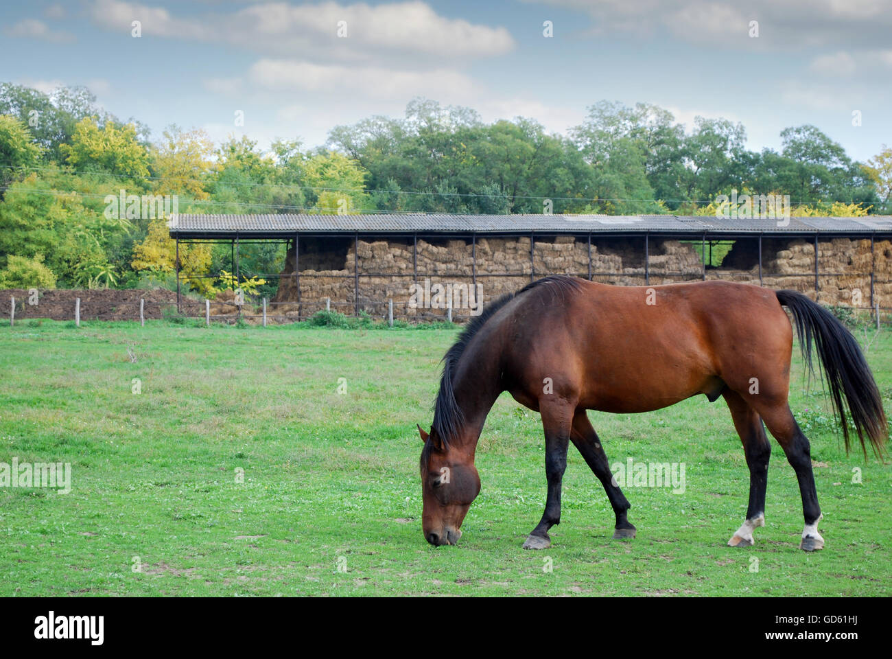 brown horse farm scene Stock Photo - Alamy