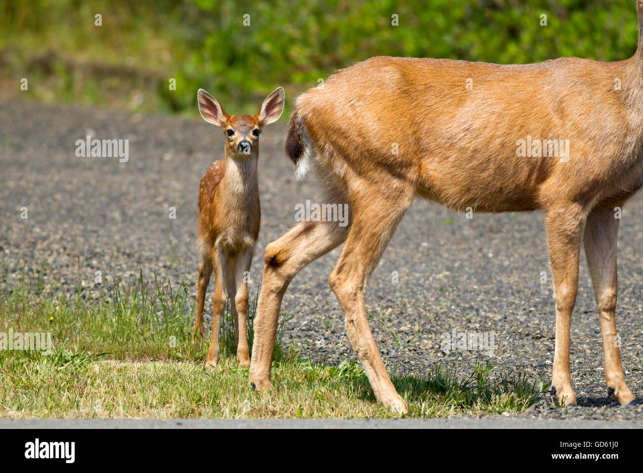 Black tailed doe fawn hi-res stock photography and images - Alamy