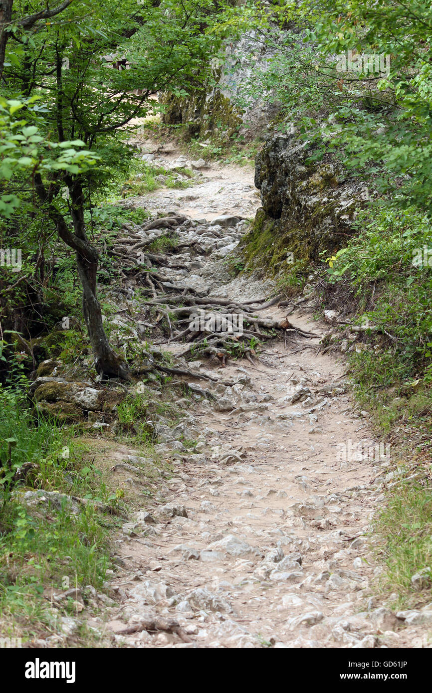 Forest path nature hi-res stock photography and images - Alamy