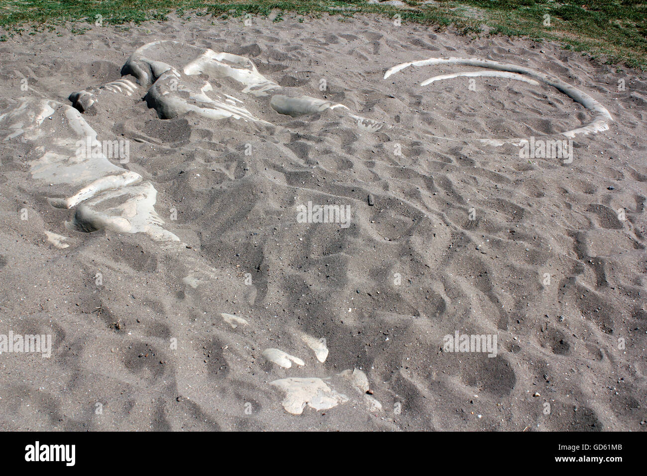 mammoth bones in sand Stock Photo - Alamy