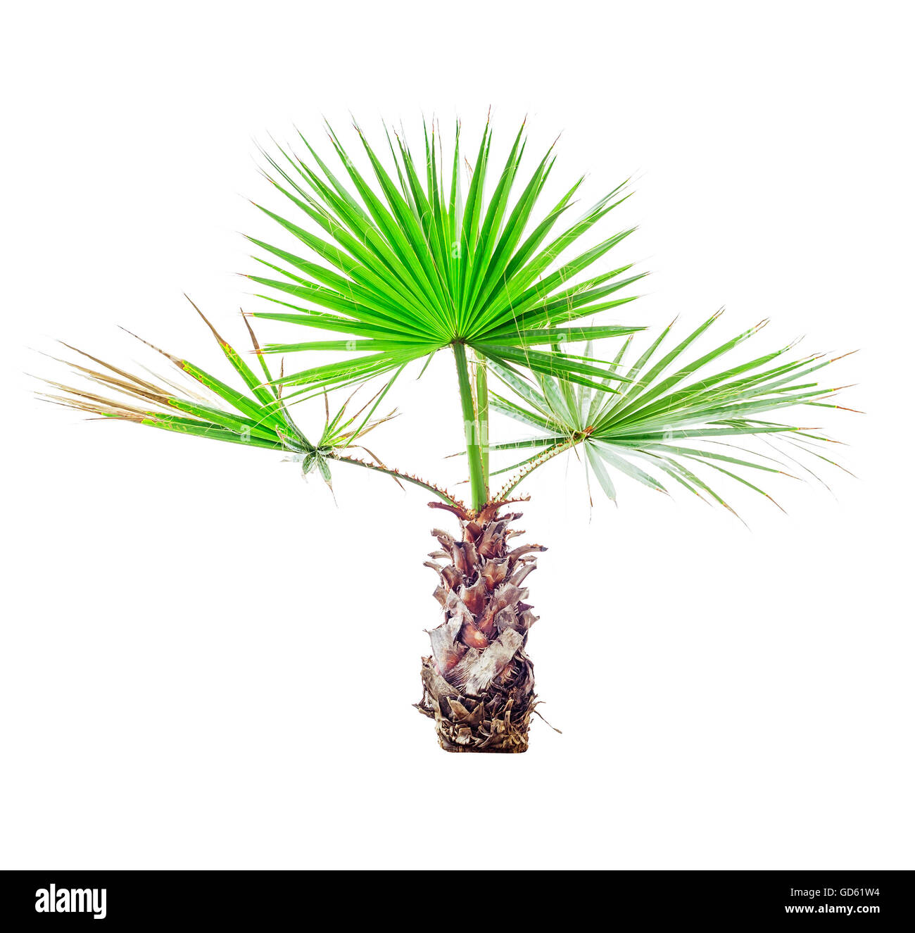 Palm Tree Bush 22 Inch Cycas Palm Bush X25 Amazing Palm Trees