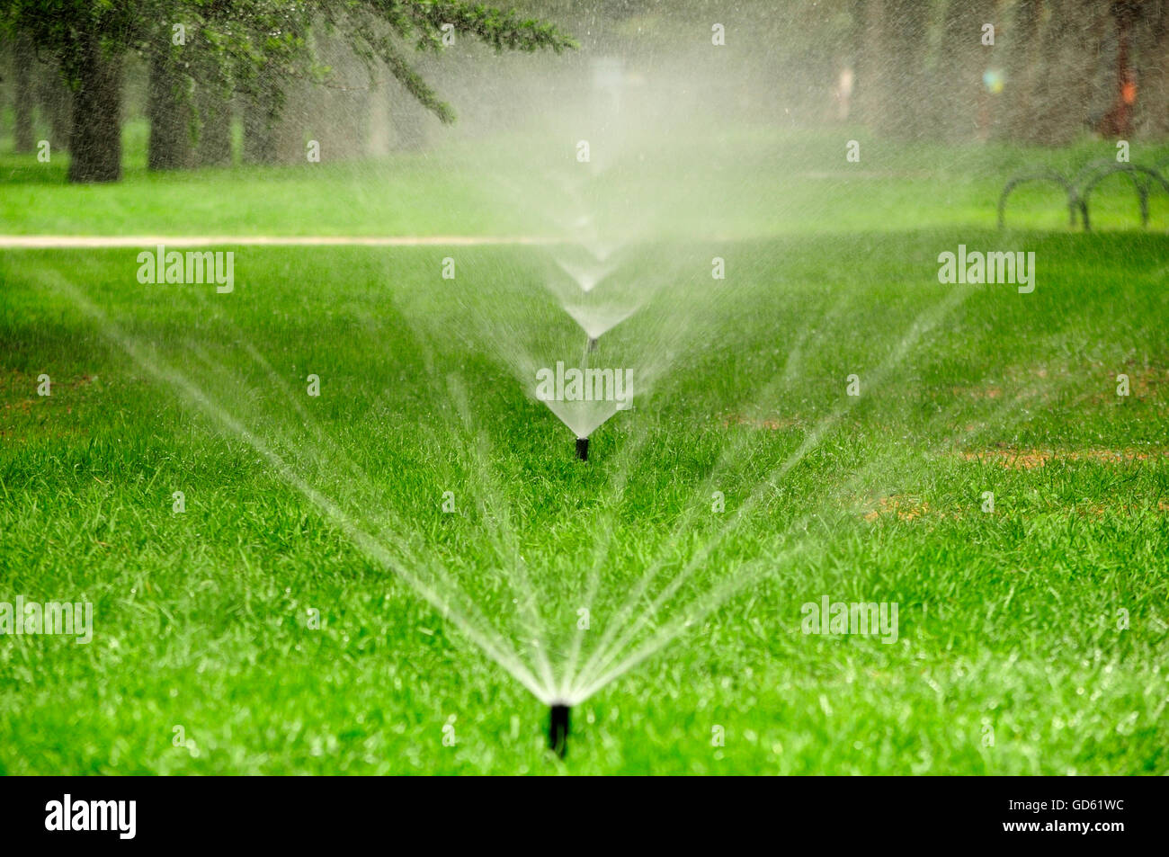 An in ground water sprinkler spraying water onto green grass within the ...