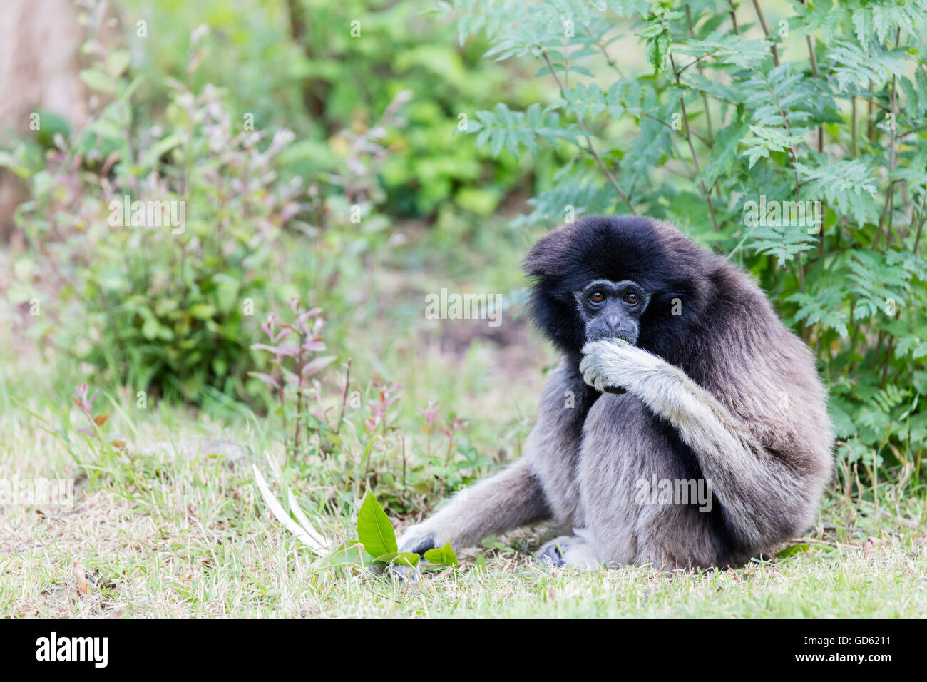 Adult white handed gibbon eating green grass Stock Photo - Alamy