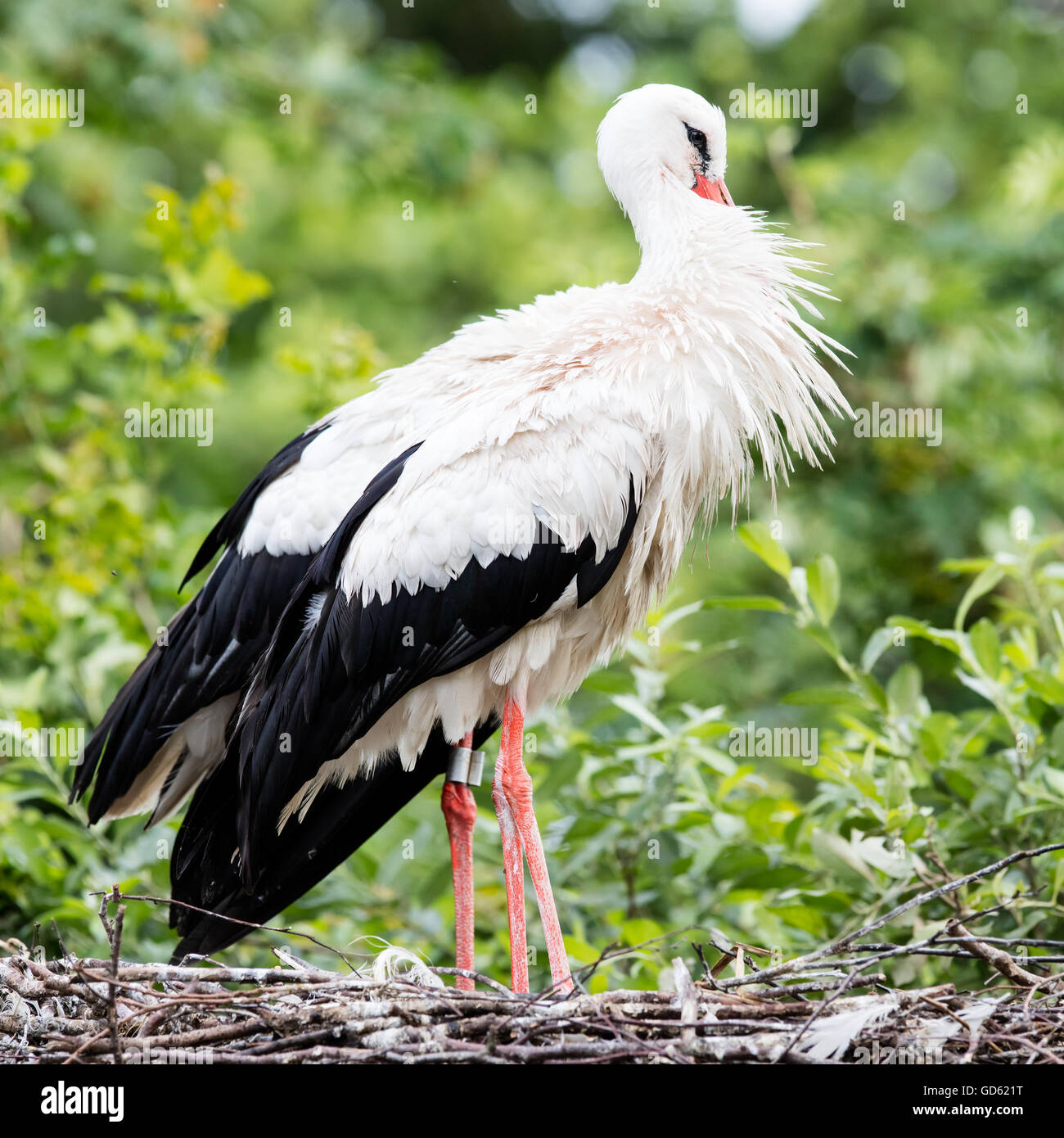 Two adult storks in a big nest Stock Photo - Alamy