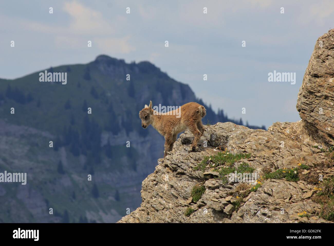Wild animal living in the Alps. Alpine ibex baby on Mt Niederhorn Stock ...