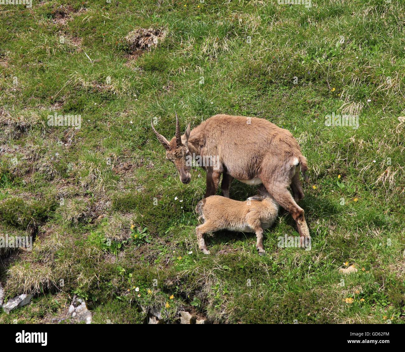 Rare wild animals living in the Alps. Female alpine ibex feeding her ...