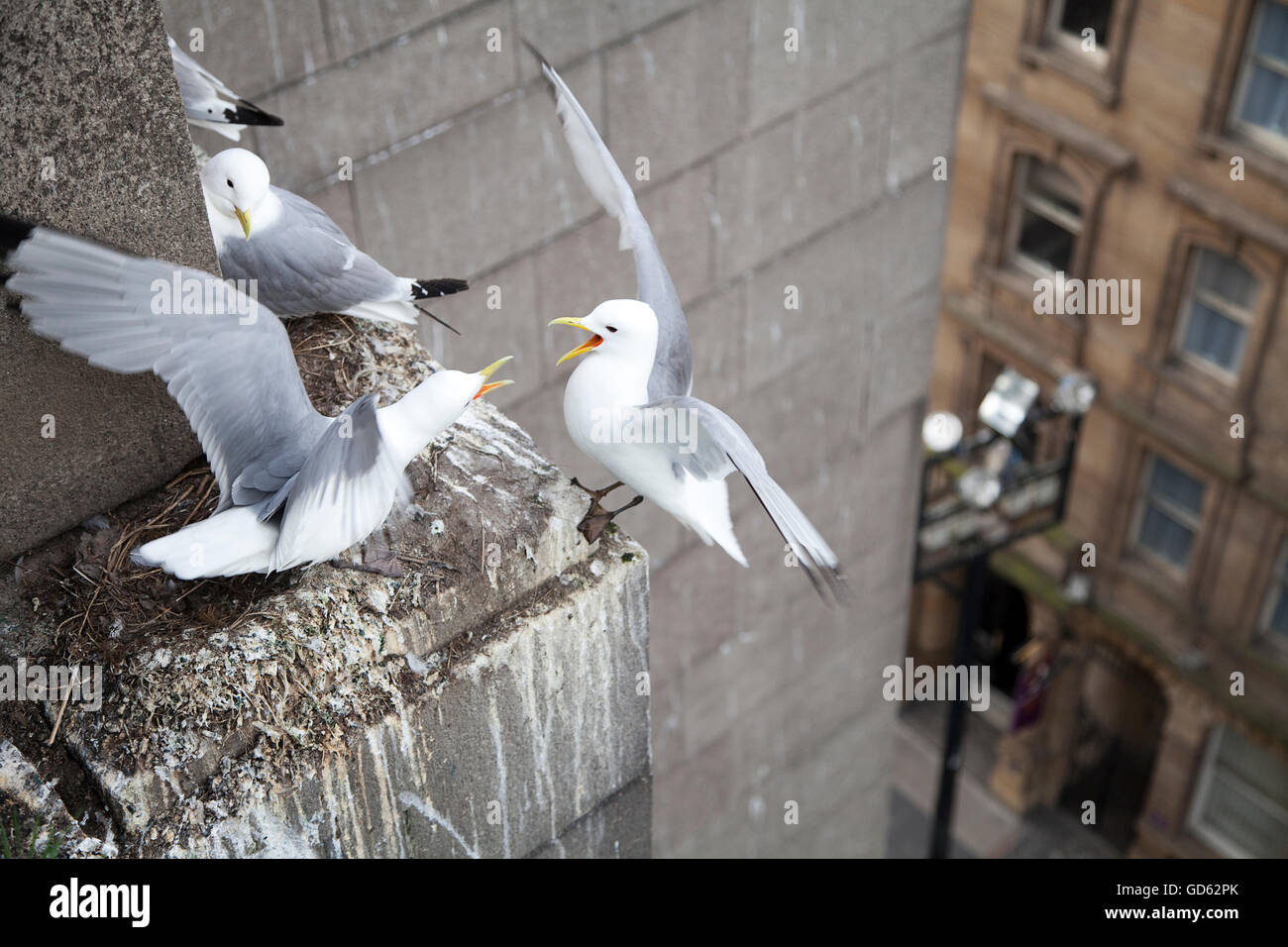 Kittiwakes (Rissa tridactyla) nesting on the Tyne Bridge in Newcastle ...