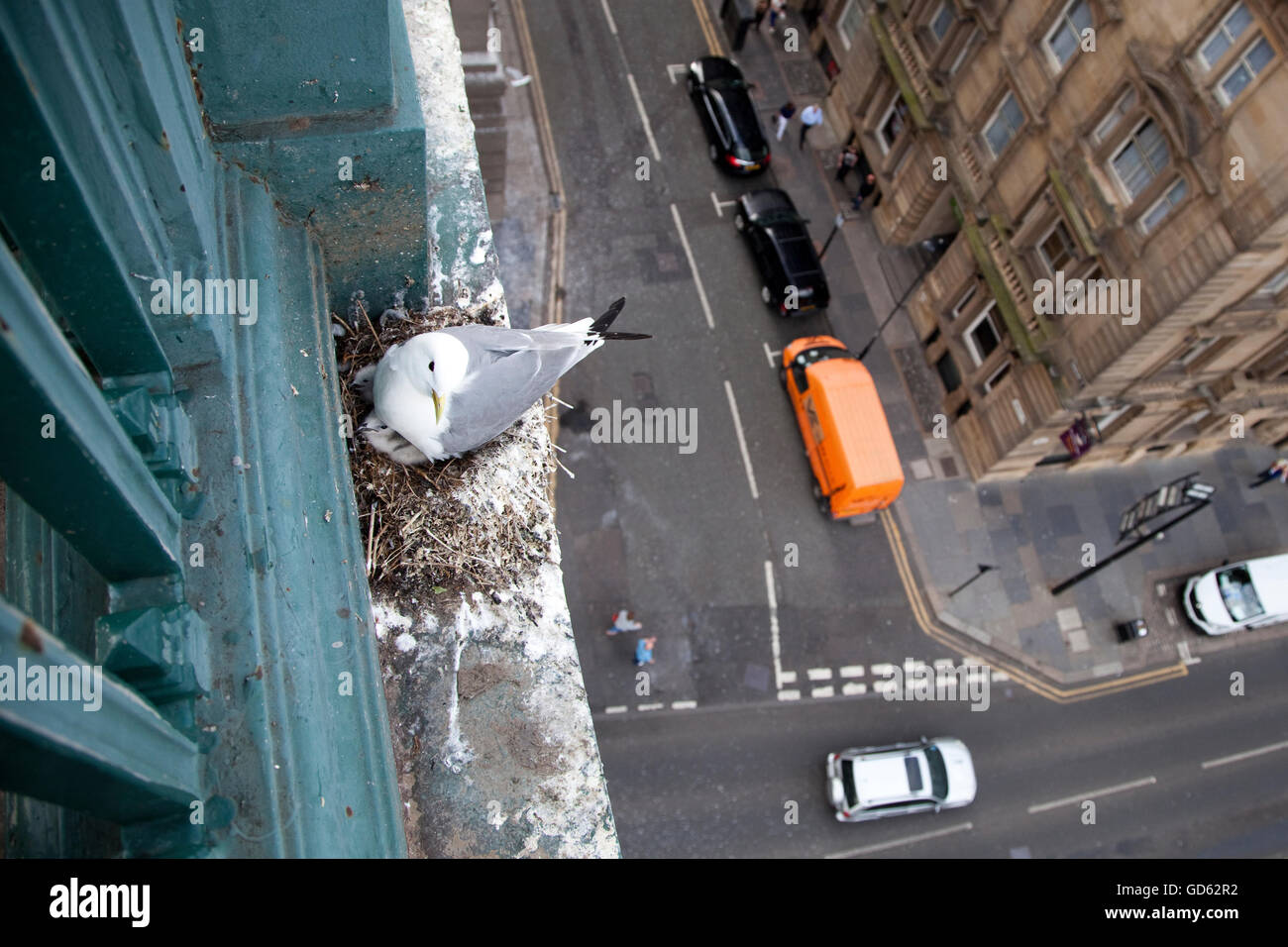 Kittiwakes (Rissa tridactyla) nesting on the Tyne Bridge in Newcastle ...