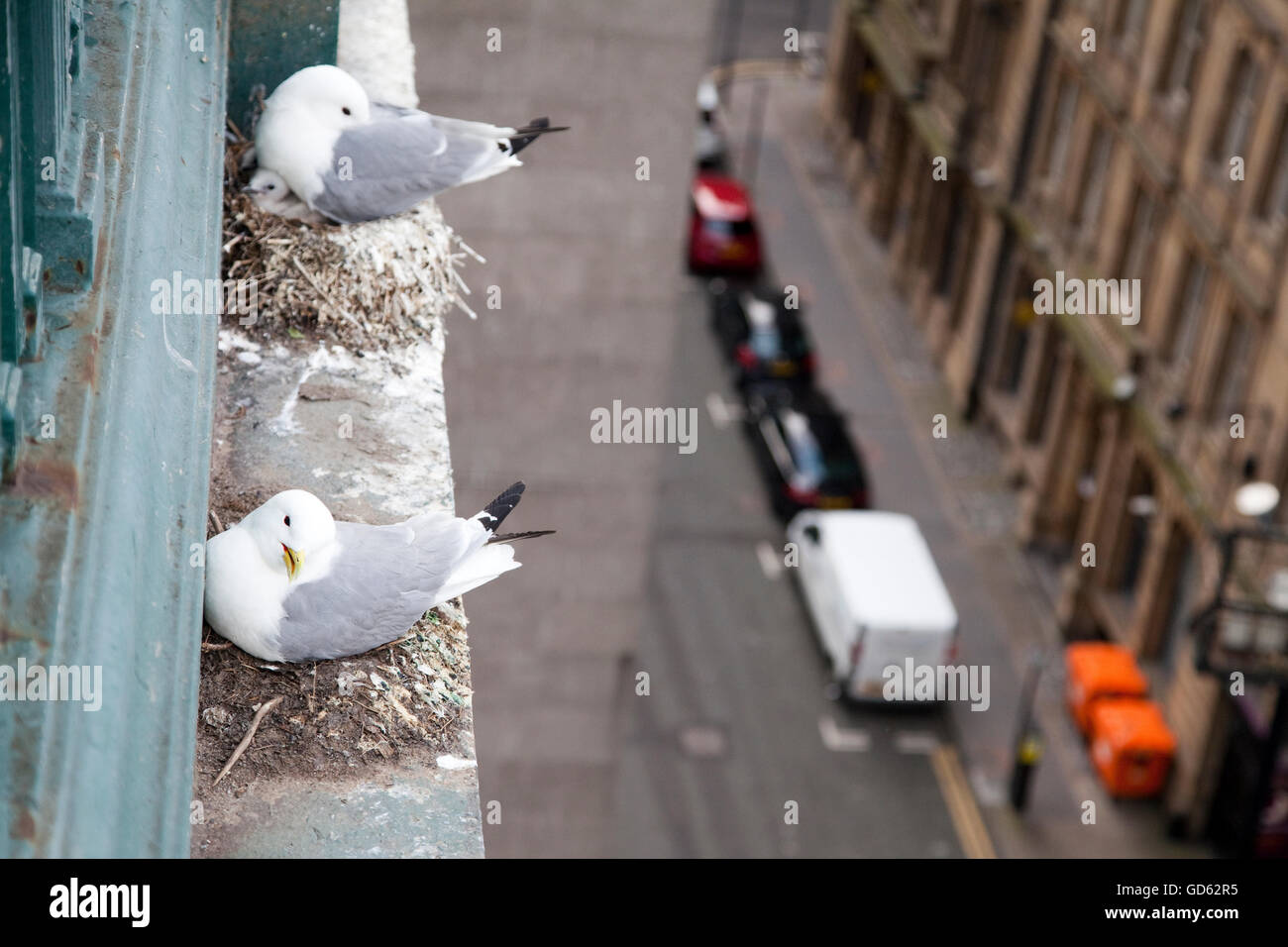 Kittiwakes (Rissa tridactyla) nesting on the Tyne Bridge in Newcastle ...