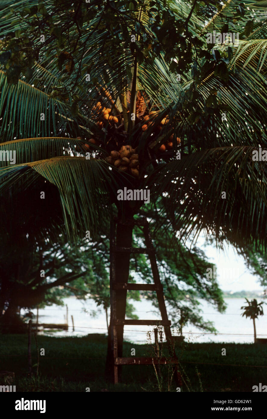 Dwarf variety of Coconut tree Stock Photo - Alamy