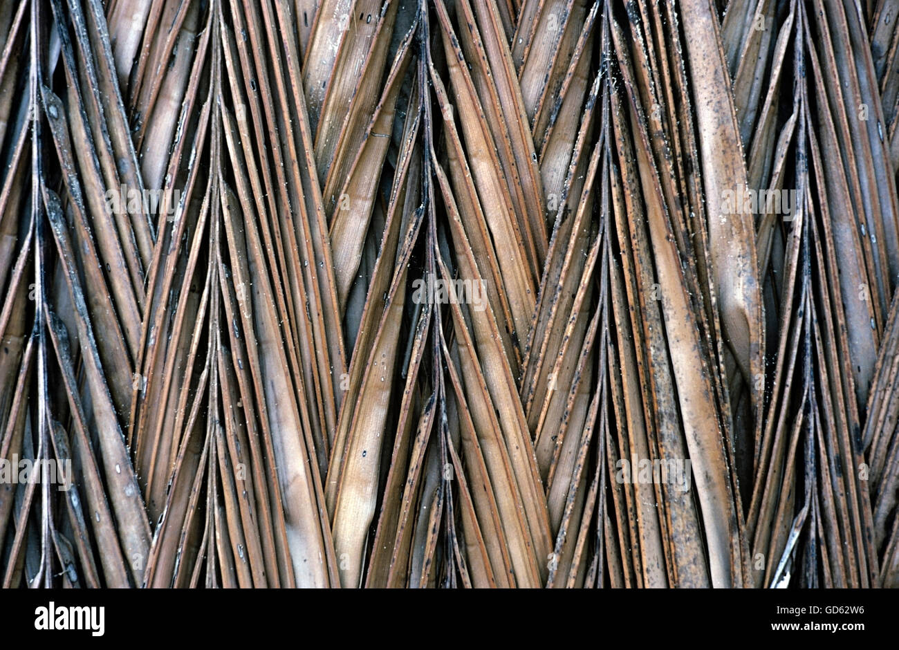 Fencing from coconut leaves hi-res stock photography and images - Alamy