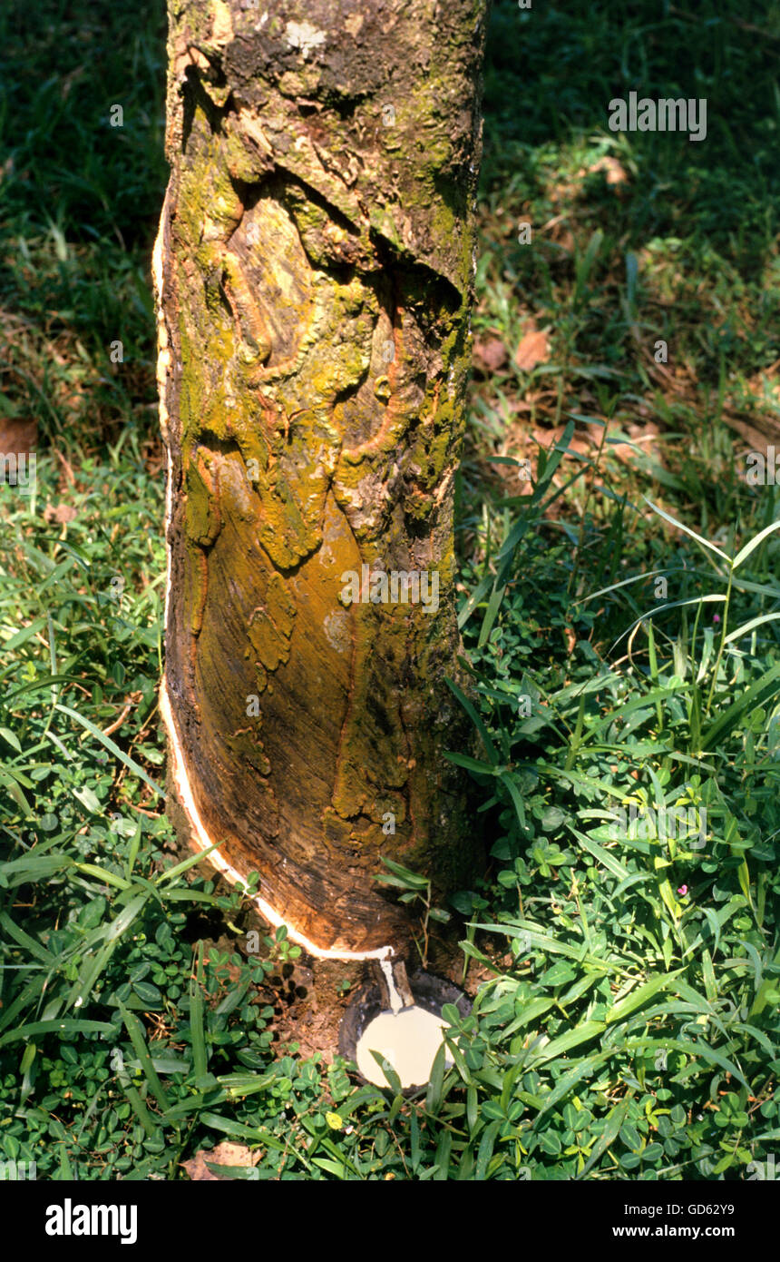 Tapping rubber hi-res stock photography and images - Alamy