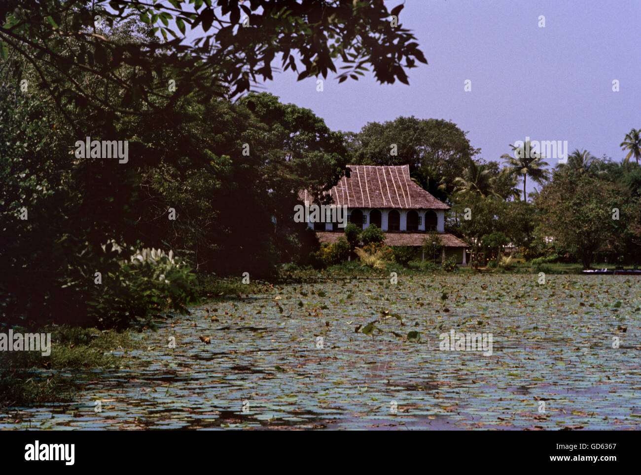 Rubber estates hi-res stock photography and images - Alamy