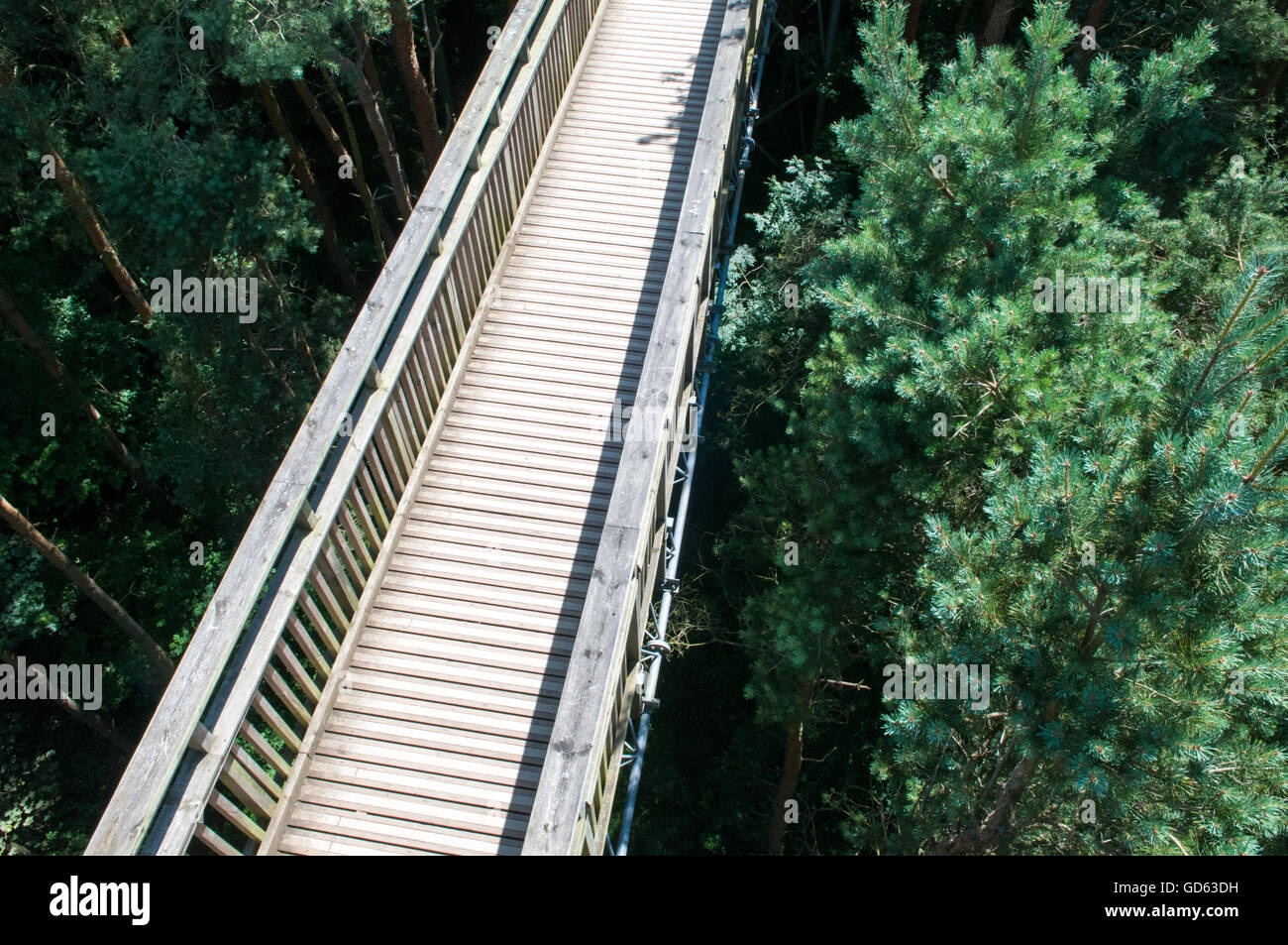 Wooden footbridge crossing high up over a forest. Looking down from ...