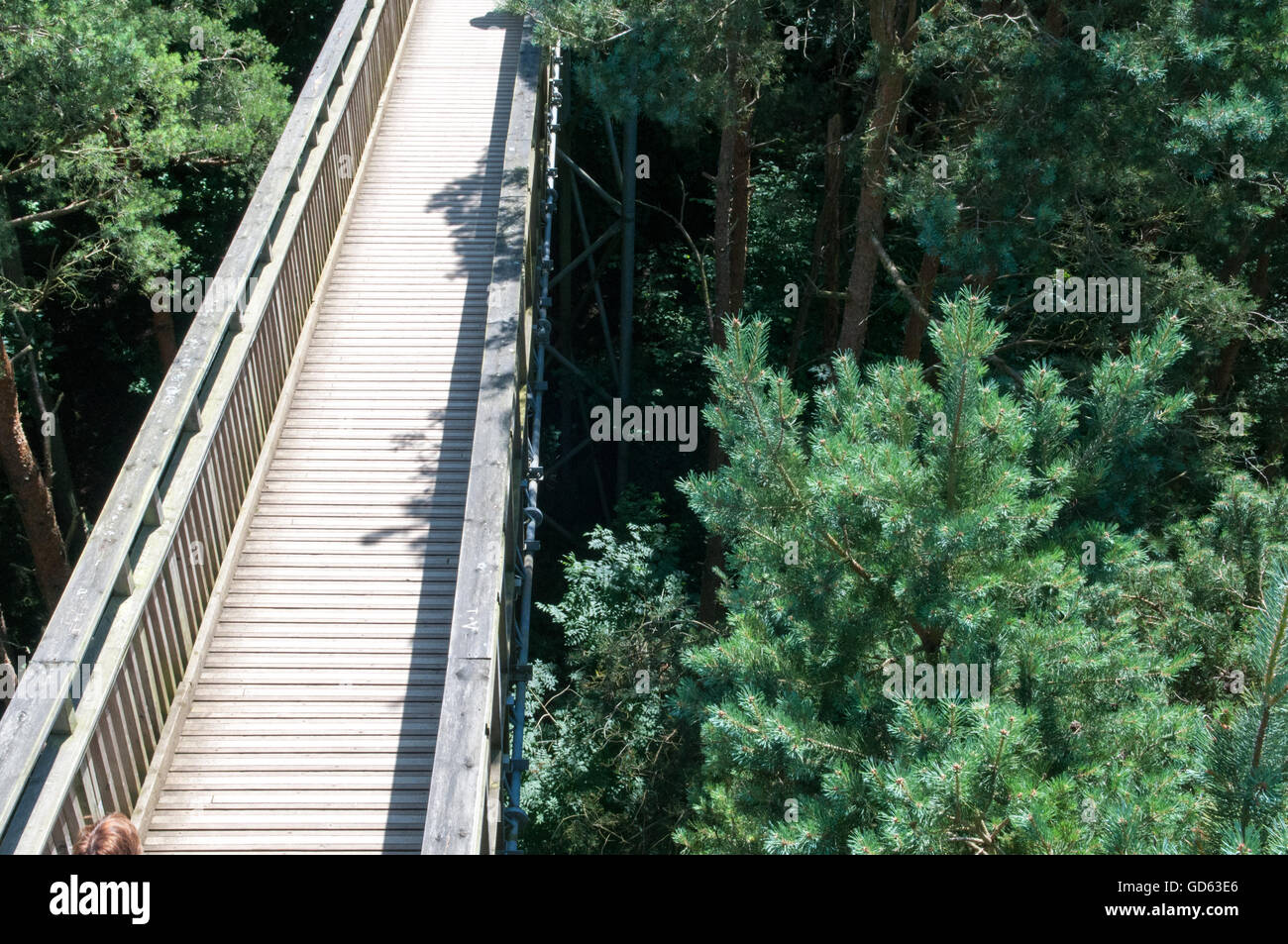 Wooden footbridge crossing high up over a forest. Looking down from ...