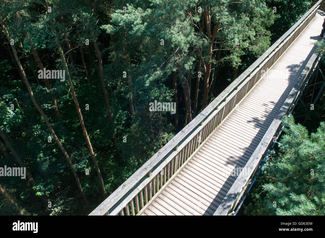 Wooden footbridge crossing high up over a forest. Looking down from ...