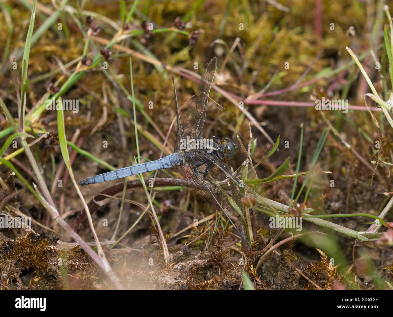 Male keeled skimmer (Orthetrum coerulescens) on heathland in Berkshire ...