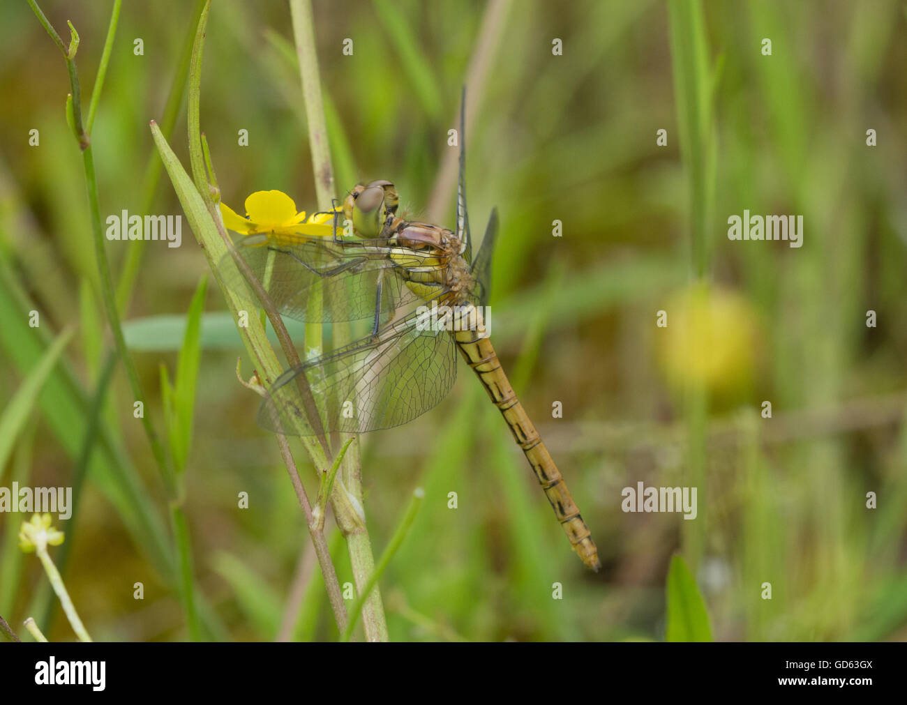 Female common darter dragonfly (Sympetrum striolatum) in heathland ...