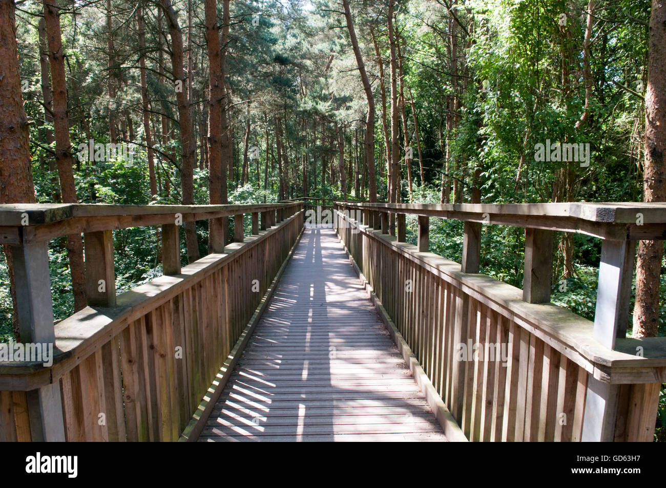 Wooden footbridge crossing high up over a forest. Looking down from ...