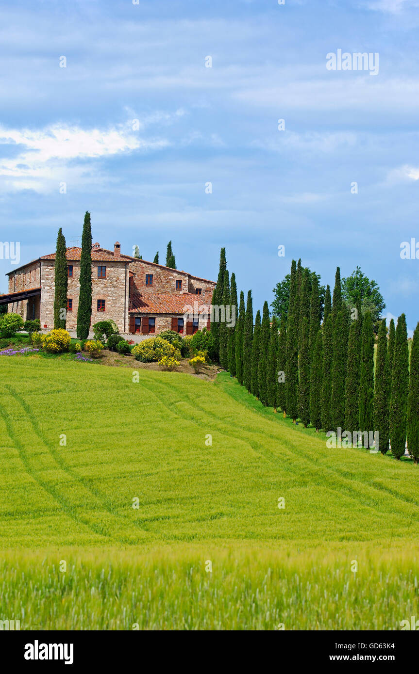 Val d'Orcia, Orcia Valley, Farm with cypress trees, Fields and ...