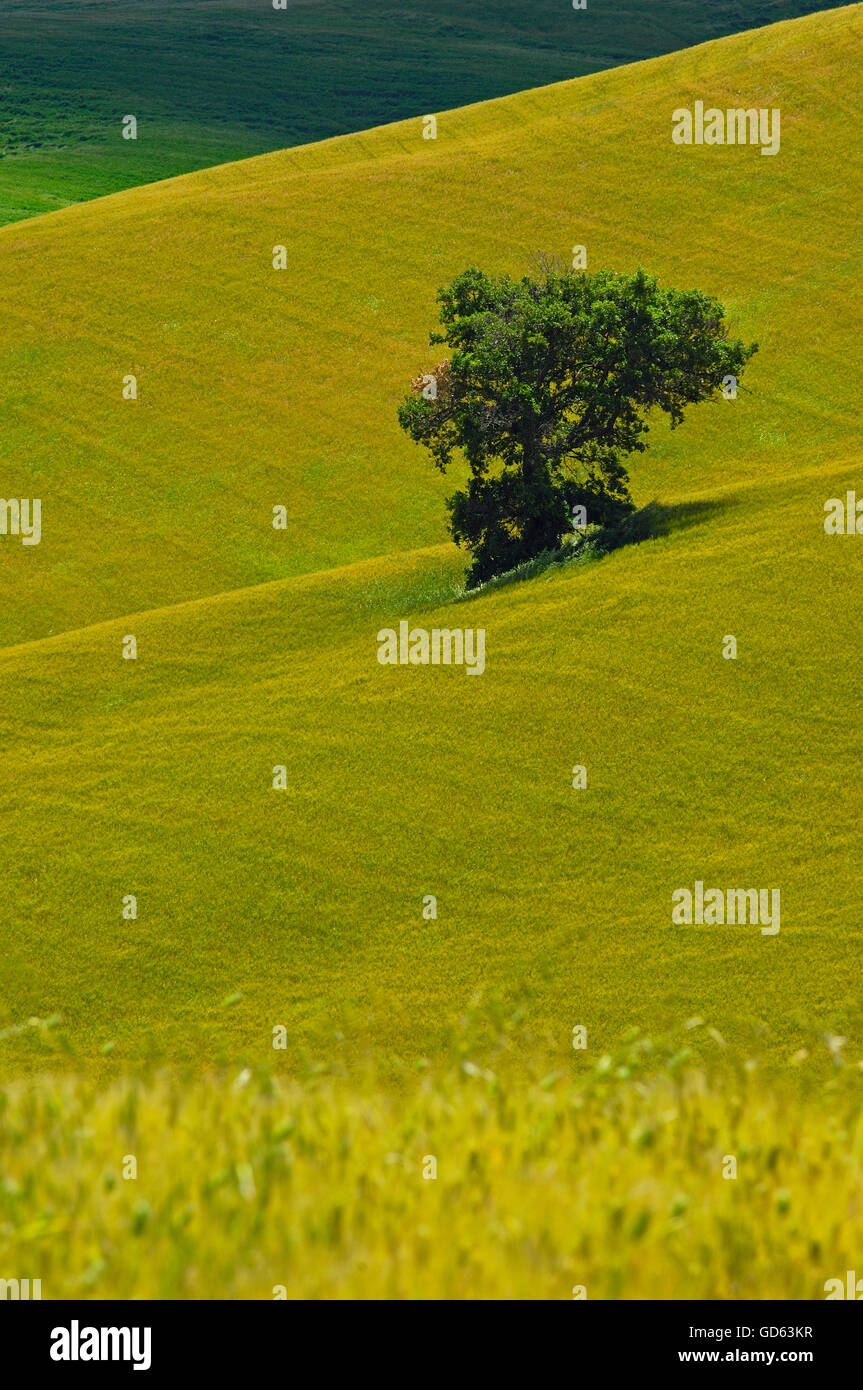 Val d'Orcia, Orcia Valley, Fields and single tree, Pienza, Tuscany ...