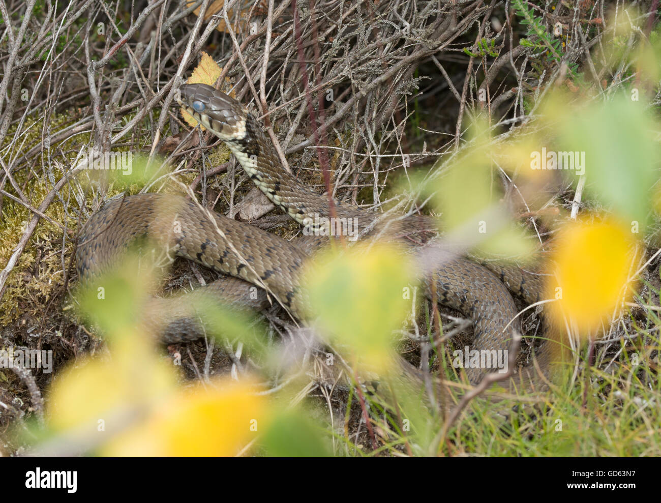 Grass snake (Natrix natrix) basking on heathland in Berkshire, England ...