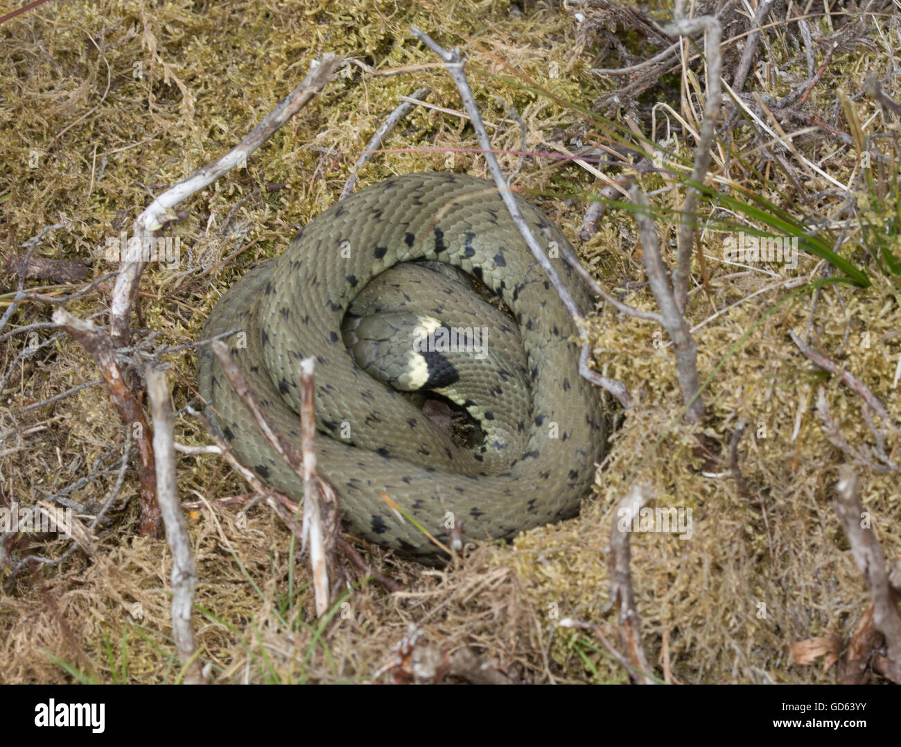 Grass snake (Natrix natrix) basking on heathland in Berkshire, England ...