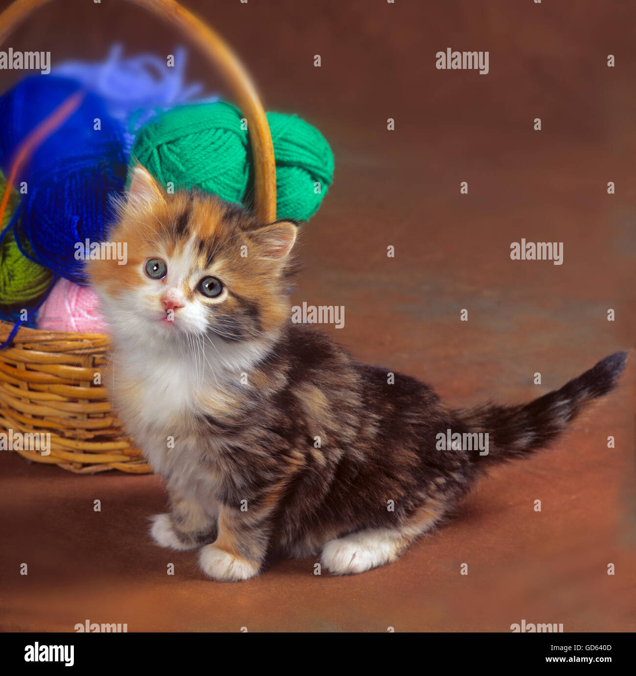 Fluffy Tabby Kitten and basket of coloured wool Stock Photo - Alamy