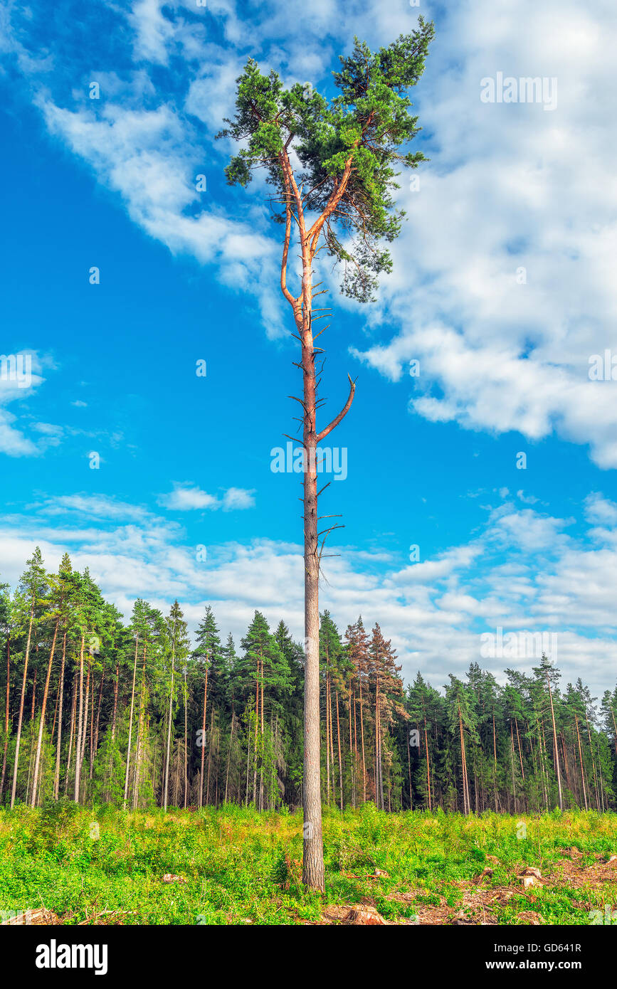 Tall old pine trees Stock Photo - Alamy