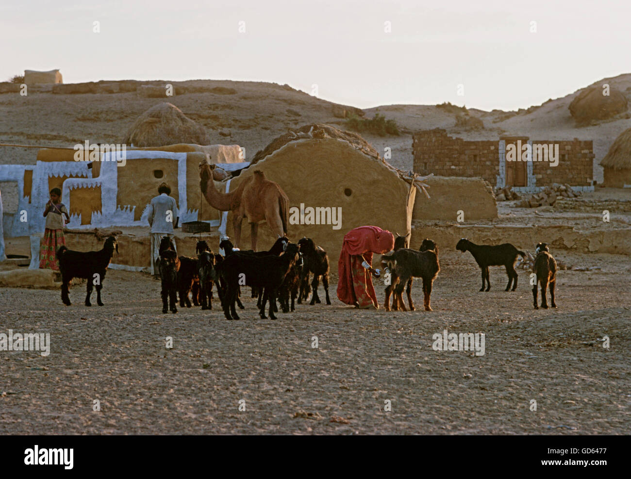 Shepherds and cattle hi-res stock photography and images - Alamy