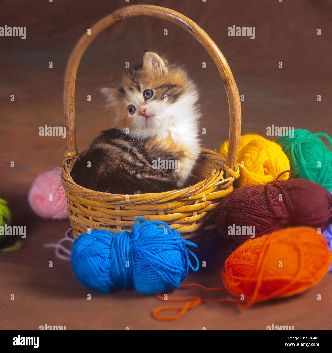 Fluffy Tabby Kitten in basket of coloured wool Stock Photo - Alamy