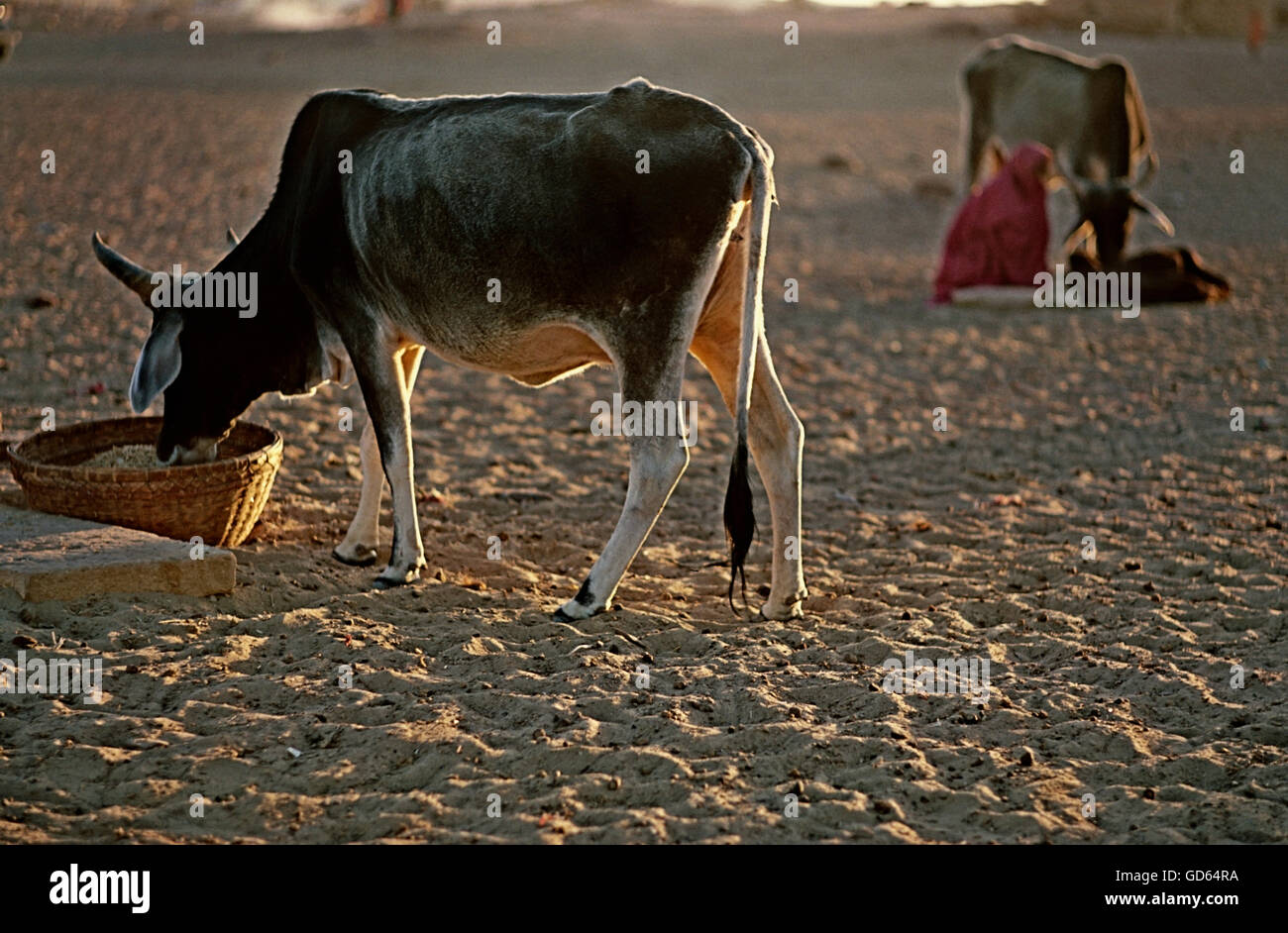 Cows in desert Stock Photo - Alamy