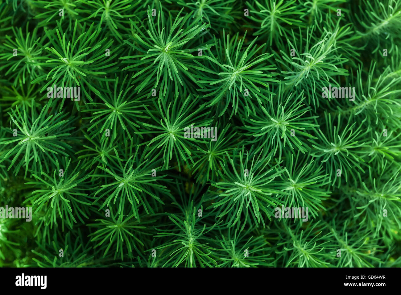Bush of strange green plant, close up Stock Photo - Alamy