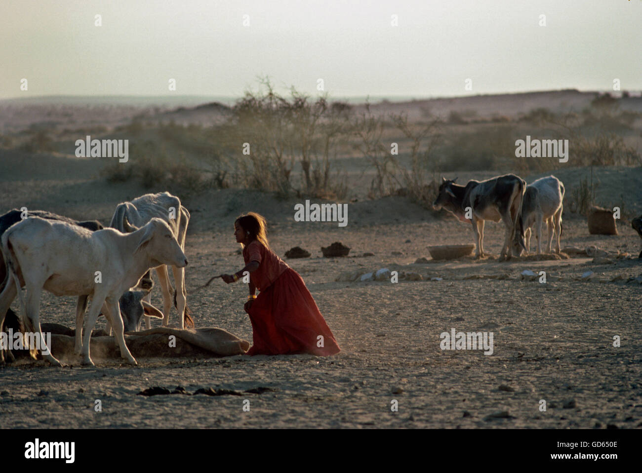 Girl with cows Stock Photo - Alamy