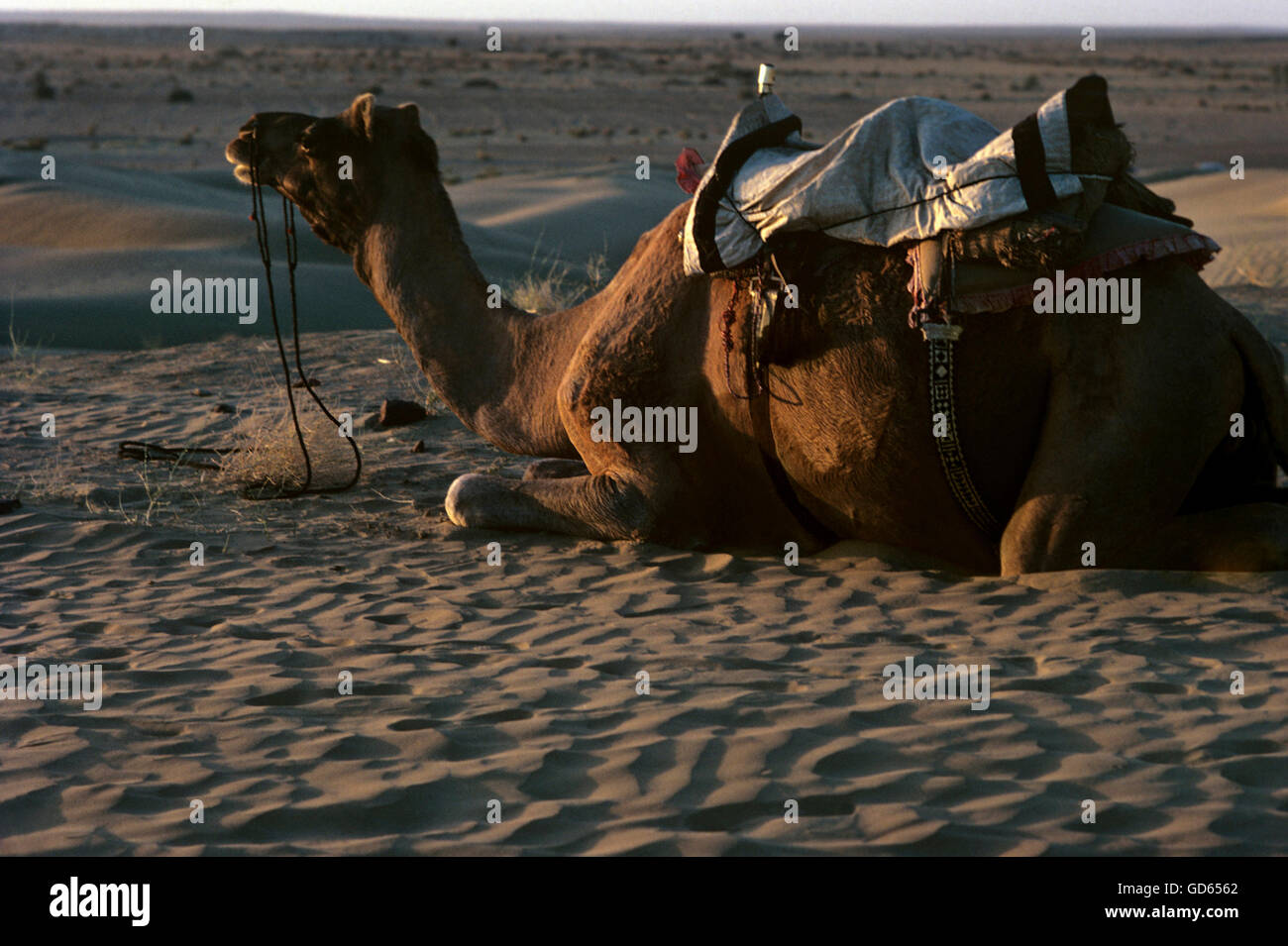 Saddled camels hi-res stock photography and images - Alamy