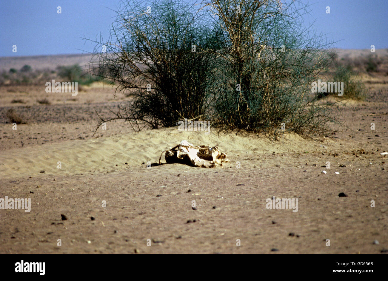 Body carcass hi-res stock photography and images - Alamy