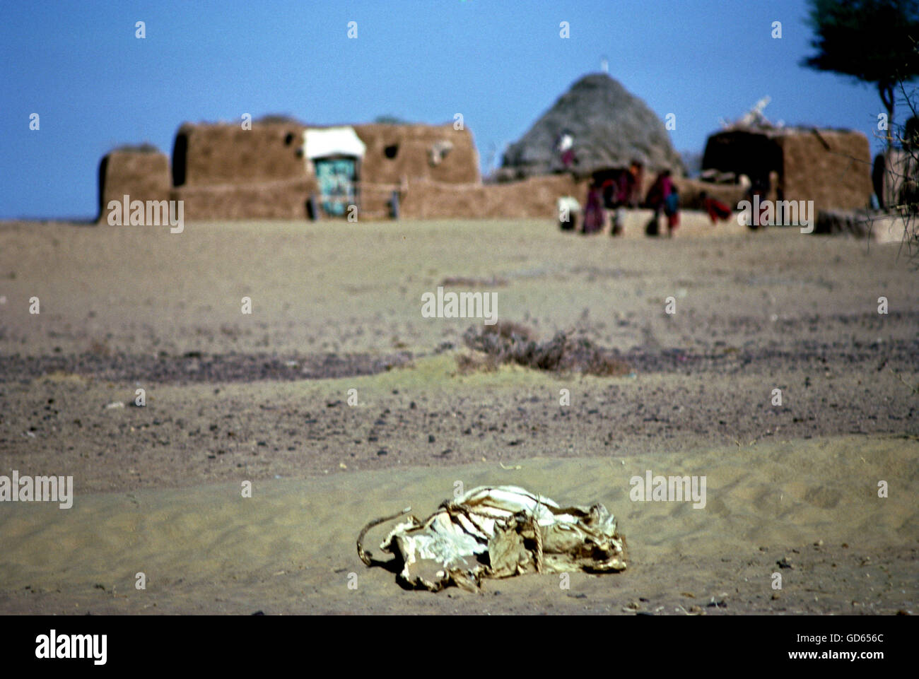 Carcass body hi-res stock photography and images - Alamy