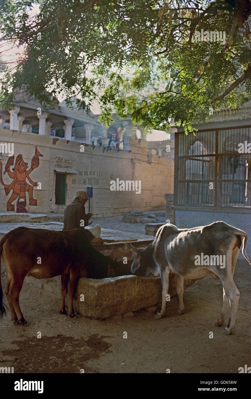 Cows inside Jaisalmer Fort Stock Photo - Alamy