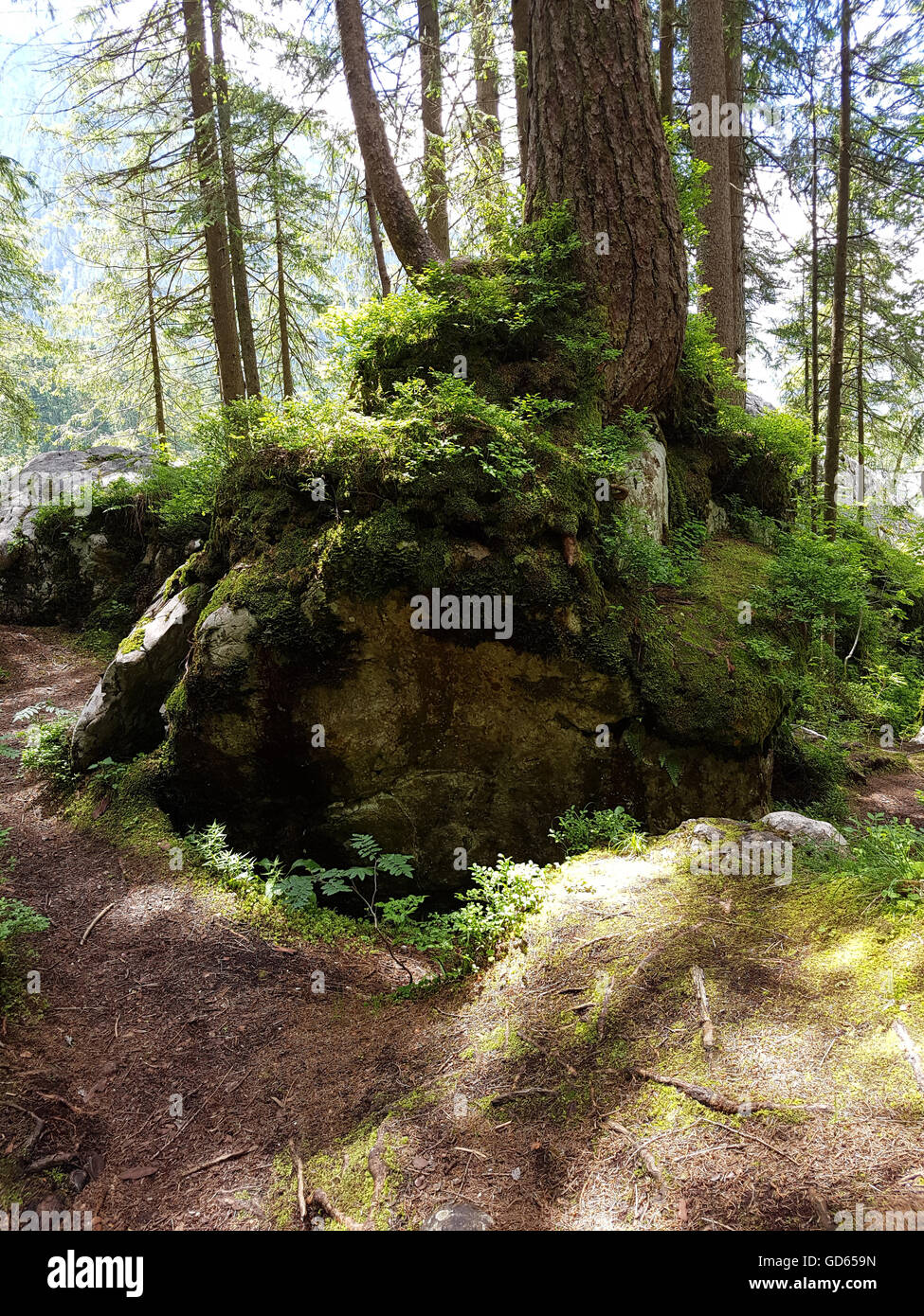 Zauberwald, Hintersee, Ramsau, Geotop, Oberbayern Stock Photo - Alamy