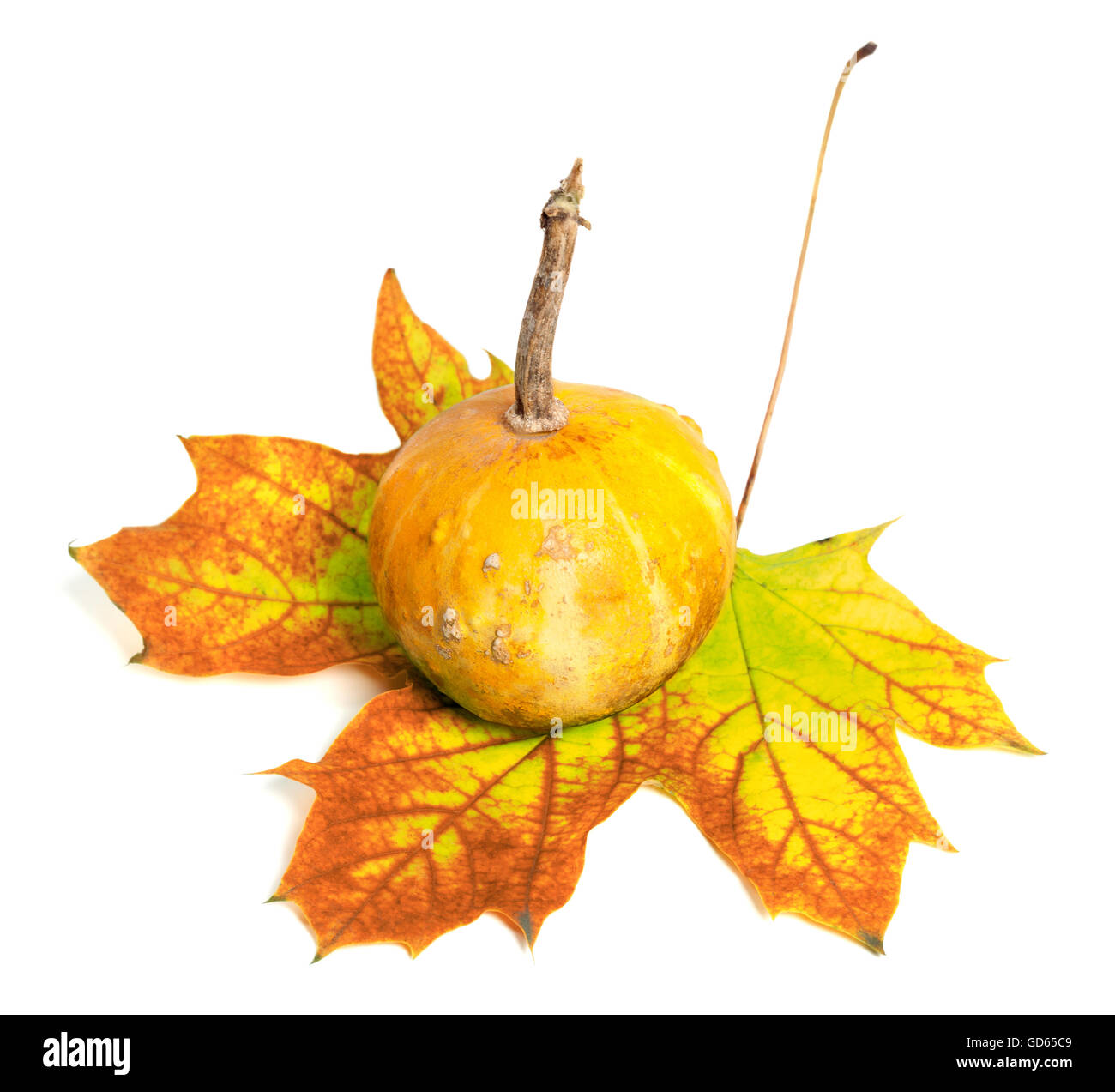 Pumpkin maple leaf on Cut Out Stock Images & Pictures - Alamy