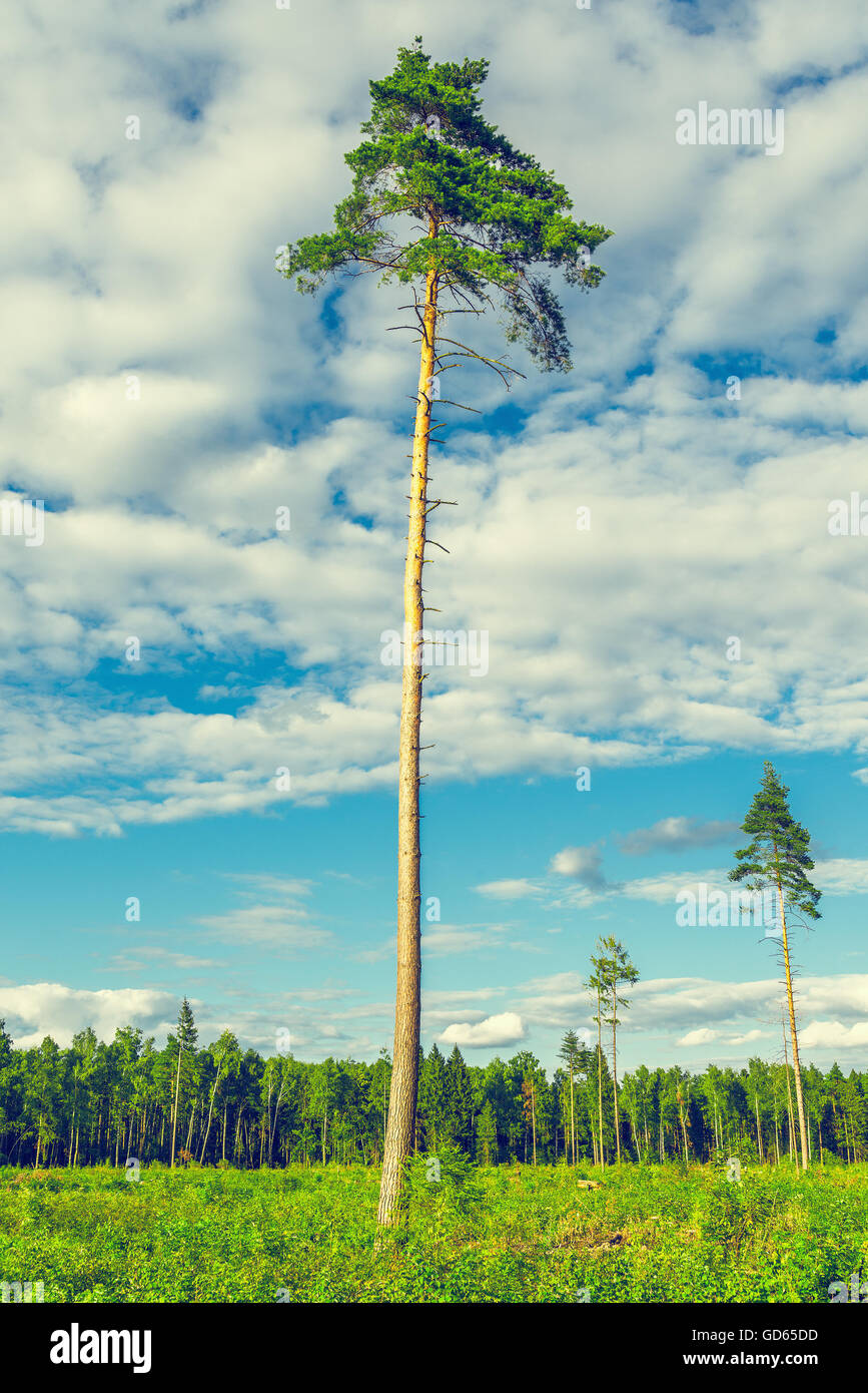 Tall old pine trees Stock Photo - Alamy
