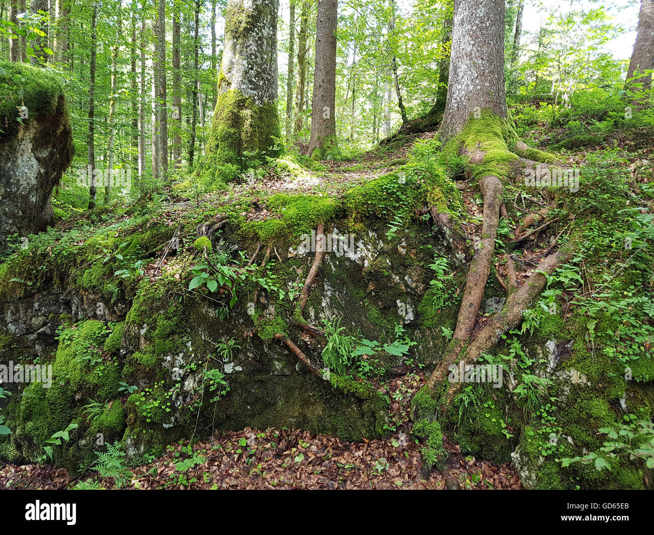 Zauberwald; Hintersee; Ramsau; Geotop Stock Photo - Alamy