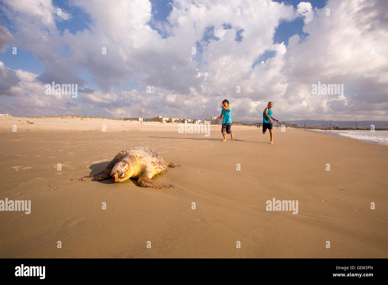 A dead Loggerhead sea turtle (Caretta caretta), washed up on a Mediterranean beach. Photographed ...