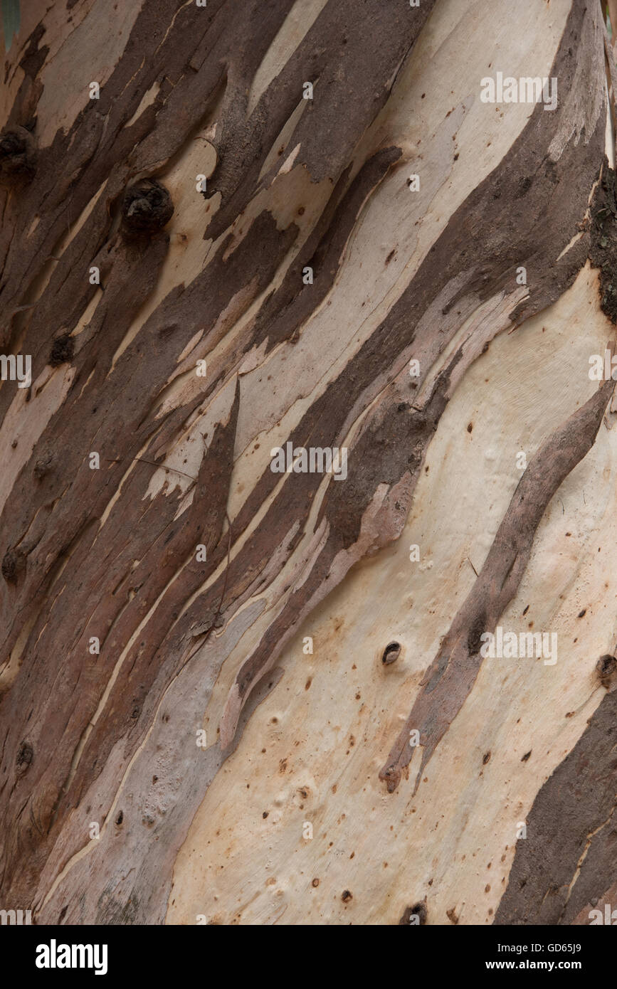 Textured background pattern of peeling bark on a light wood tree trunk ...