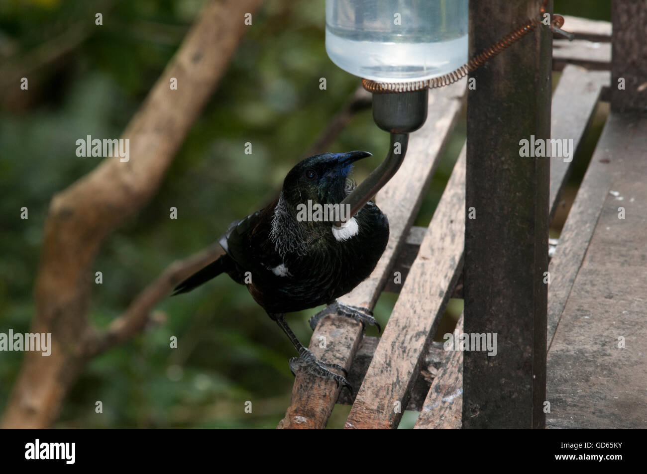 A Tui bird is taking a drink from a feeder in Orokonui Ecosanctuary ...